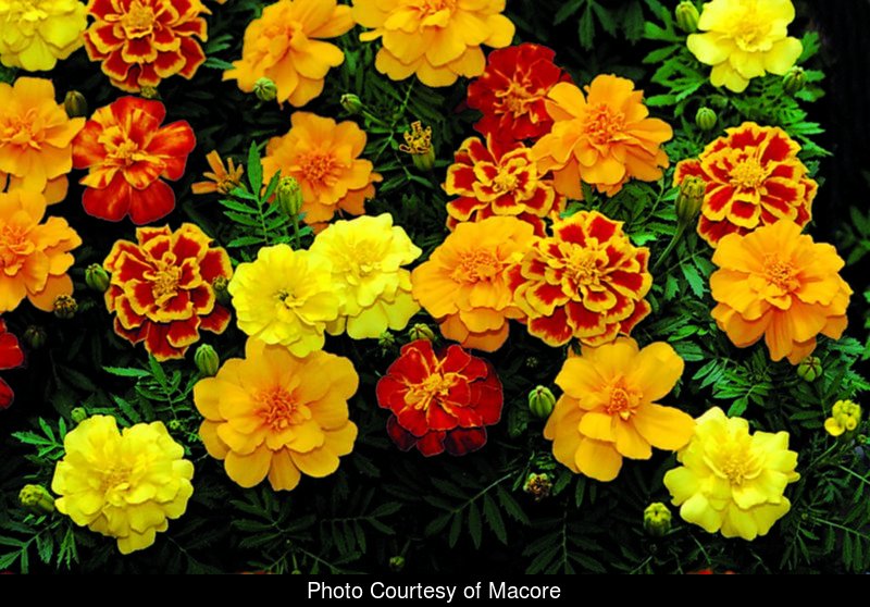 Durango Mix Marigold – Moeller’s Nursery