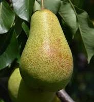 Pear Trees – Moeller’s Nursery