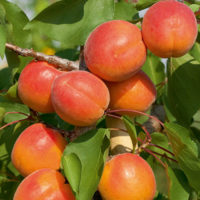 Apricot Tree – Moeller’s Nursery