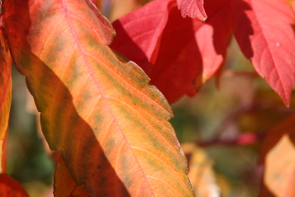 Sensation Box Elder Maple – Moeller’s Nursery