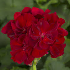 Calliope Large Burgundy Geranium – Moeller’s Nursery