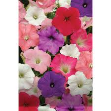 Easy Wave Mix Petunia – Moeller’s Nursery