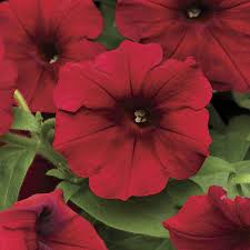 Easy Wave Red Velour Petunia – Moeller’s Nursery