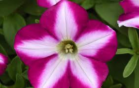 Headliner Raspberry Swirl Petunia – Moeller’s Nursery