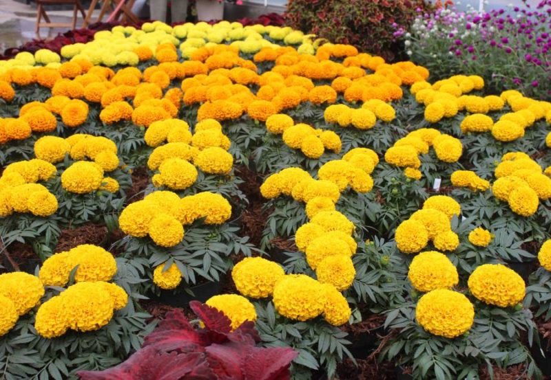 Inca Mix Marigold – Moeller’s Nursery