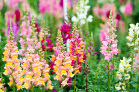 Rocket Mix Snapdragon – Moeller’s Nursery