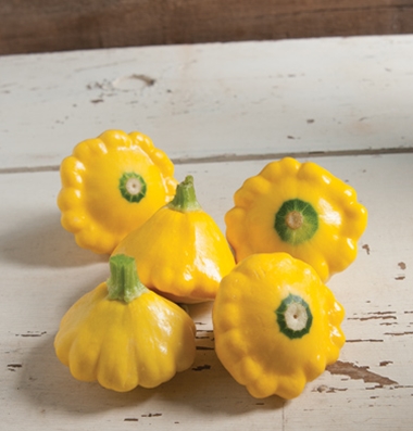 Sunburst Summer Squash – Moeller’s Nursery