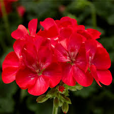 Zonal Mounding Geranium – Moeller’s Nursery