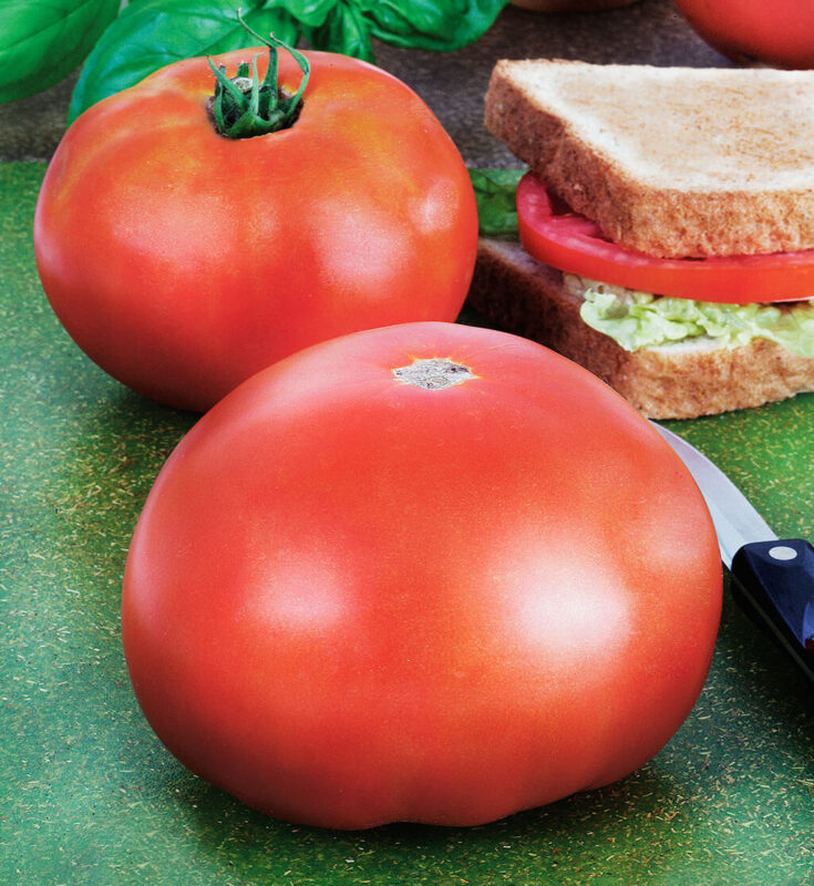 Park’s Whopper Tomato – Moeller’s Nursery