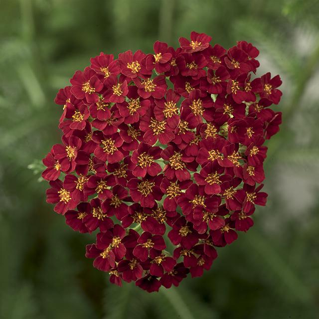 Yarrow – Moeller’s Nursery