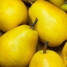 Pear Trees – Moeller’s Nursery