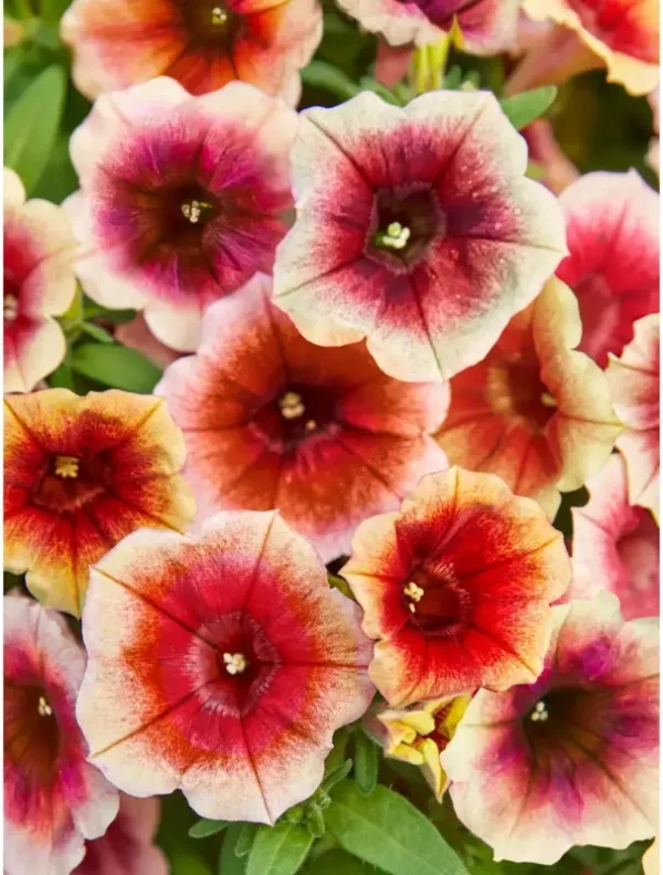 Fun House Peach Melba Petunia – Moeller’s Nursery