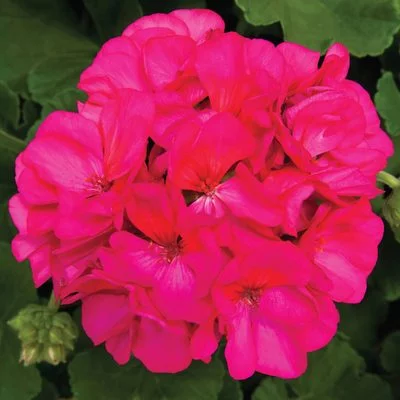 Rocky Mountain Violet Geranium – Moeller’s Nursery