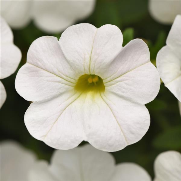 Cabaret Bright White Calibrachoa, Million Bells – Moeller’s Nursery