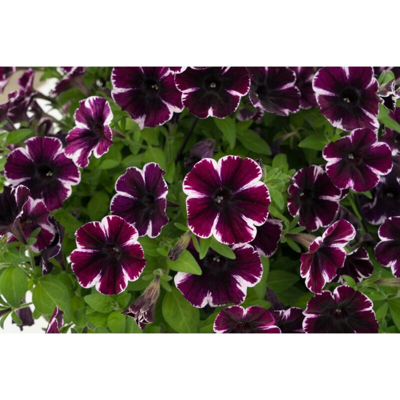 Mounding Petunia – Moeller’s Nursery