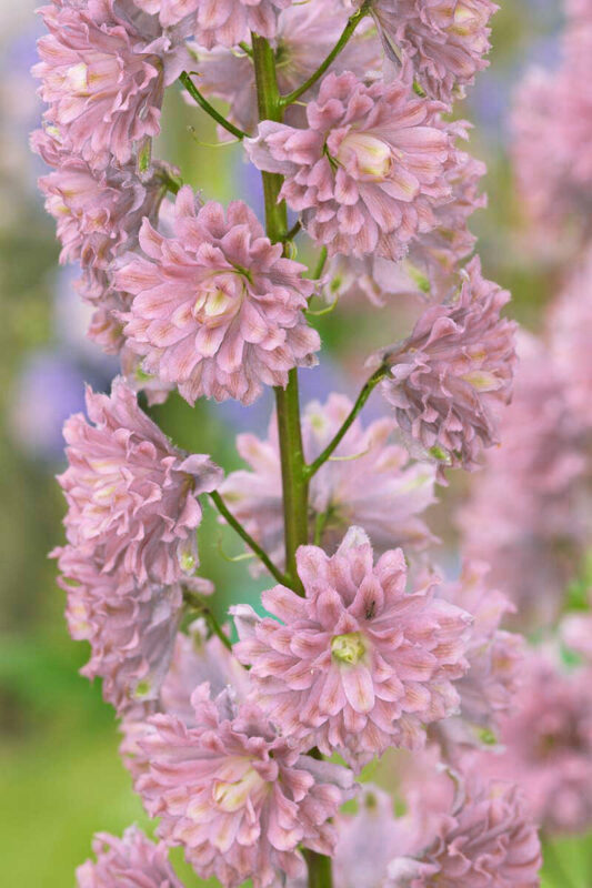 Delphinium Highlander Mystery Sensation – Moeller’s Nursery